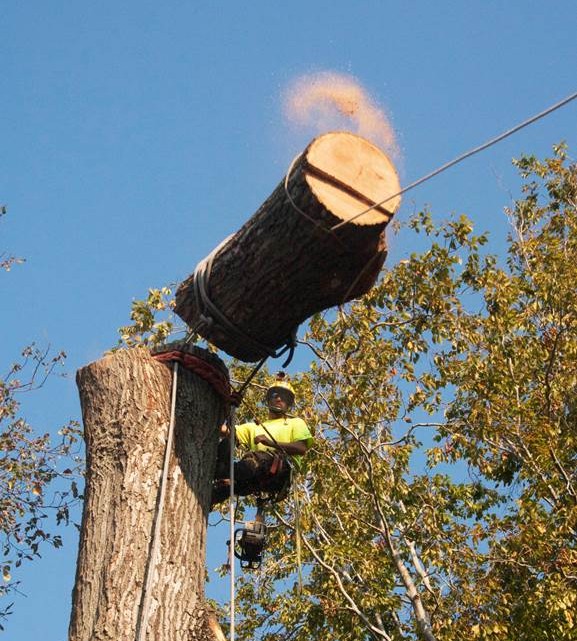 WHERE SHOULD FRICTION BE IN OUR ROPE RIGGING SYSTEMS? | TreeBuzz