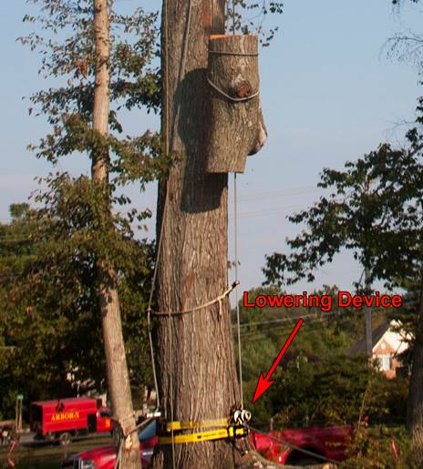 WHERE SHOULD FRICTION BE IN OUR ROPE RIGGING SYSTEMS? – TreeBuzz