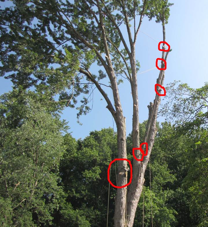 WHERE SHOULD FRICTION BE IN OUR ROPE RIGGING SYSTEMS? – TreeBuzz