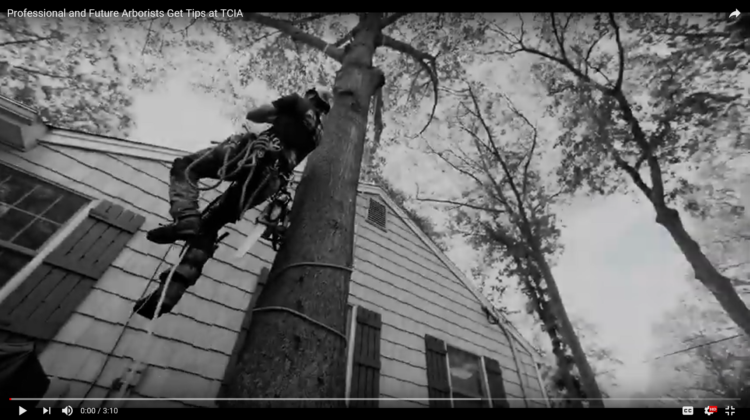 WHERE SHOULD FRICTION BE IN OUR ROPE RIGGING SYSTEMS? – TreeBuzz