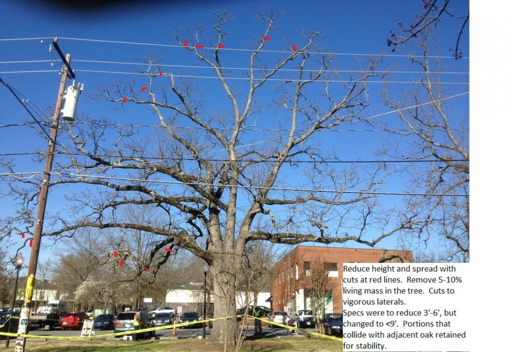 WHERE SHOULD FRICTION BE IN OUR ROPE RIGGING SYSTEMS? – TreeBuzz