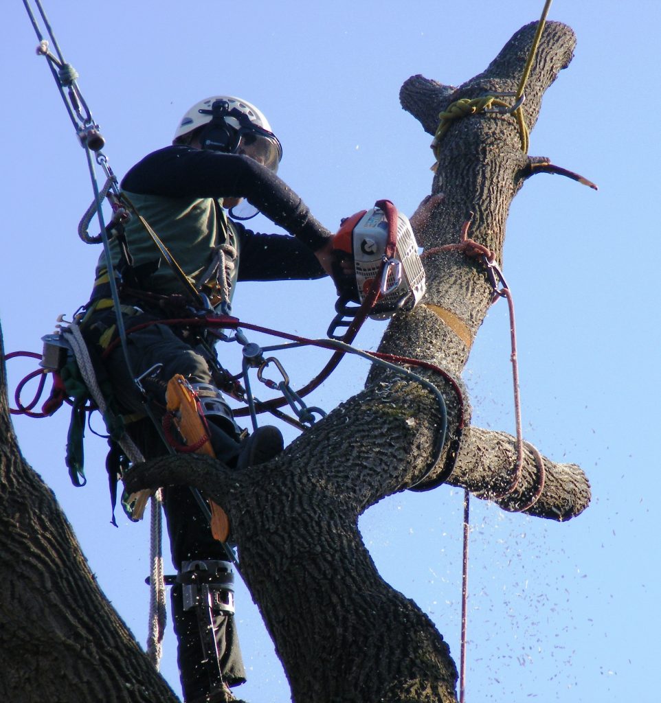 WHERE SHOULD FRICTION BE IN OUR ROPE RIGGING SYSTEMS? – TreeBuzz