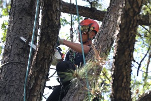 Is ‘Megatron’ the future of tree trimming? – TreeBuzz